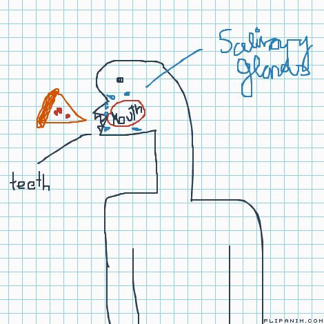 Digestive System Animation Gif 🚶♂ What Happens When Digestion