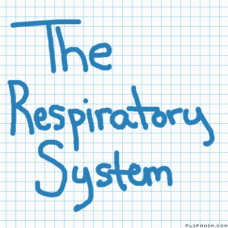 Respiratory System Gif